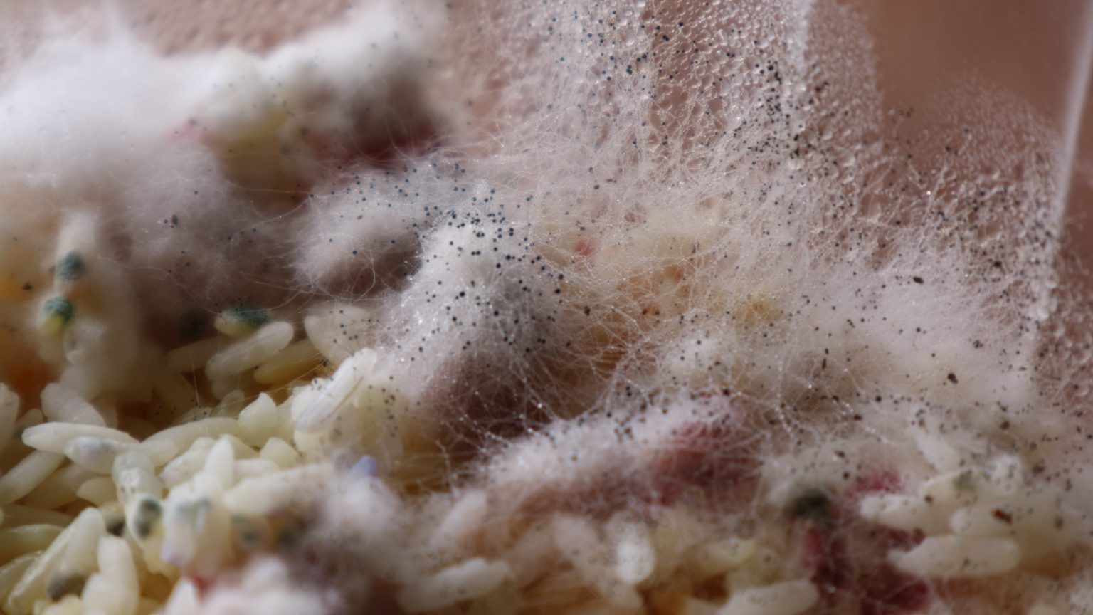 DIY Compost Starter: Step By Step Guide To Making Your Own